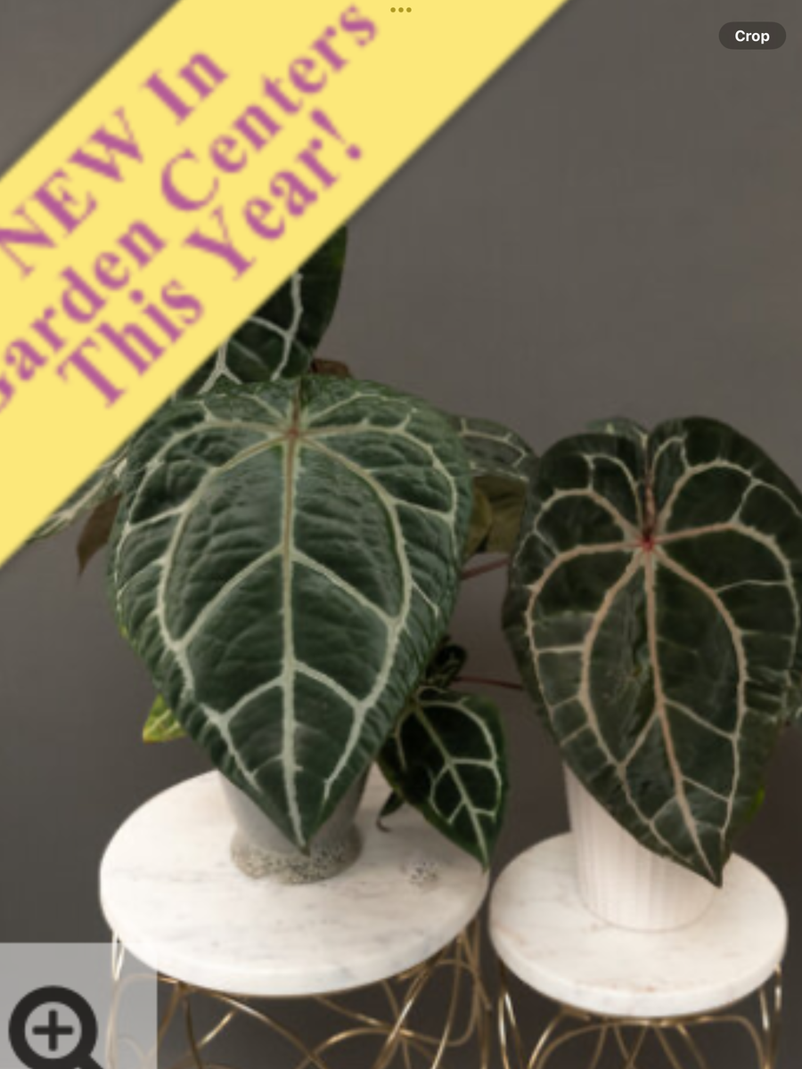 DocBlock® Premier™ Anthurium hybrid – Laporte's Nursery & Greenhouses Inc.