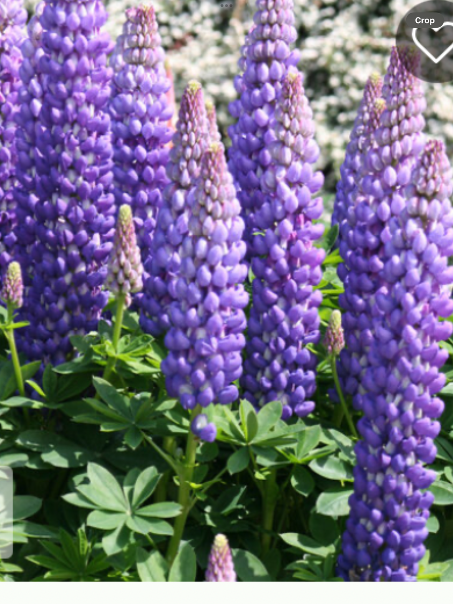 Westcountry™ 'Persian Slipper' Lupine Lupinus polyphyllus – Laporte's ...