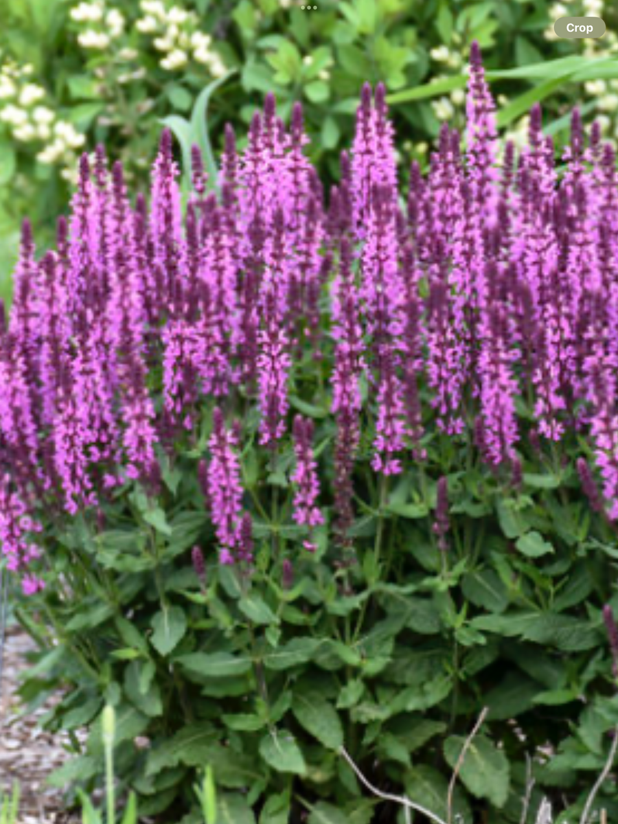 'Pink Profusion' Perennial Salvia Salvia nemorosa – Laporte's Nursery ...