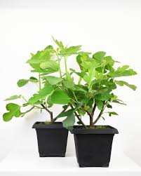 Fig Tree - Italian – Laporte's Nursery & Greenhouses Inc.