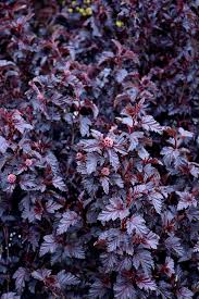 Ninebark 'Panther' – Laporte's Nursery & Greenhouses Inc.