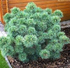 Pine 'Blue Shag White' – Laporte's Nursery & Greenhouses Inc.