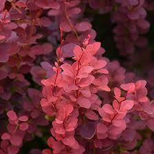 Barberry 'Ruby Carousel' – Laporte's Nursery & Greenhouses Inc.
