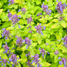 'Lemon Purrfection' Catmint Nepeta hybrid – Laporte's Nursery ...