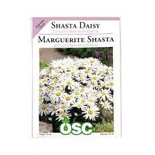 Shasta Daisy Seed Packets - Leucanthemum Maximum – Laporte's Nursery ...