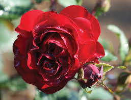 Rose Tree 'AC Navy Lady' 3' Std. 5Gal Red – Laporte's Nursery ...