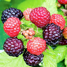 Raspberry 'Jewel Black' - 1Gal – Laporte's Nursery & Greenhouses Inc.