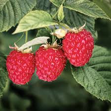 Raspberry 'Boyne' - 1Gal – Laporte's Nursery & Greenhouses Inc.