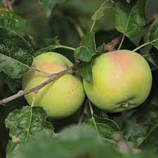 Apple 'Battleford' – Laporte's Nursery & Greenhouses Inc.