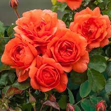 Rose 'Above All Climbing' - 3Gal – Laporte's Nursery & Greenhouses Inc.