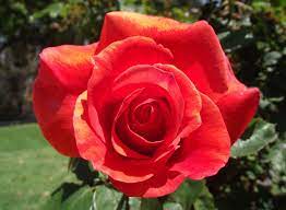 Rose 'Candelabra Grandiflora' - 3gal – Laporte's Nursery & Greenhouses Inc.