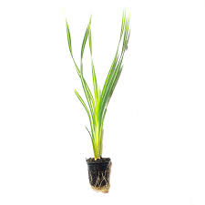 Variegated Cattail – Laporte's Nursery & Greenhouses Inc.